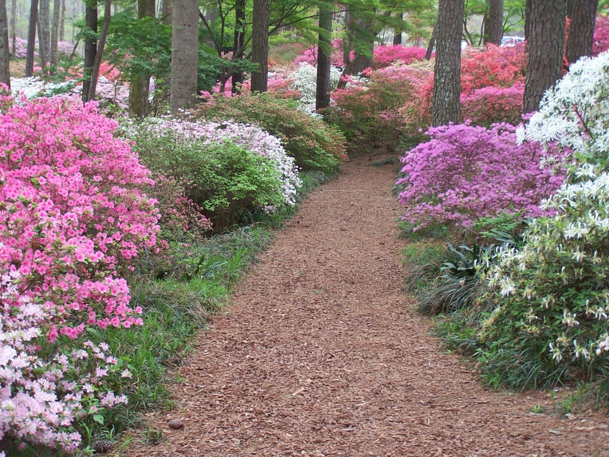 Distractibility. Are You Distractible? – Where Hope Blooms