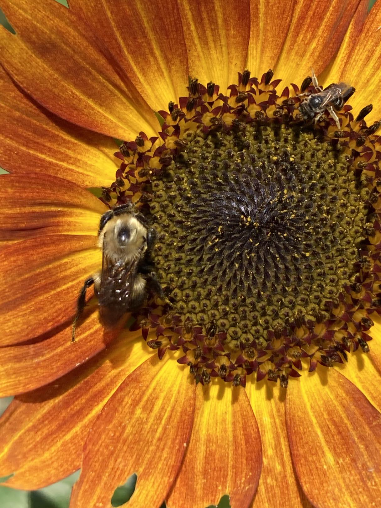 sunflower-2023 – Where Hope Blooms